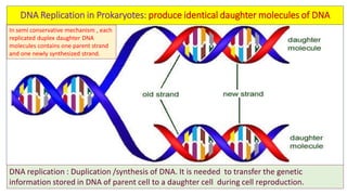 Prokaryotic and eukaryotic dna replication with their clinical ...