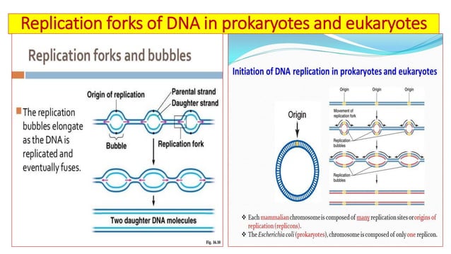 Prokaryotic and eukaryotic dna replication with their clinical ...