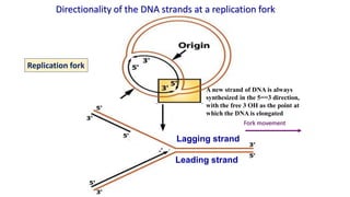 Prokaryotic and eukaryotic dna replication with their clinical ...