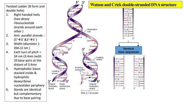 Prokaryotic and eukaryotic dna replication with their clinical ...