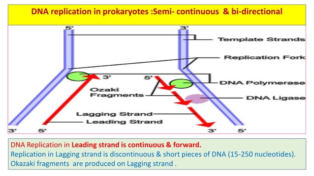 Prokaryotic and eukaryotic dna replication with their clinical ...