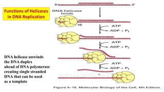 Prokaryotic and eukaryotic dna replication with their clinical ...