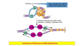 Prokaryotic and eukaryotic dna replication with their clinical ...
