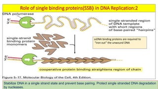 Prokaryotic and eukaryotic dna replication with their clinical ...