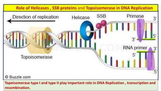 Prokaryotic and eukaryotic dna replication with their clinical ...