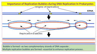 Prokaryotic and eukaryotic dna replication with their clinical ...
