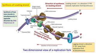 Prokaryotic and eukaryotic dna replication with their clinical ...