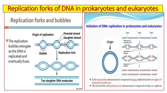 Prokaryotic and eukaryotic dna replication with their clinical applic…