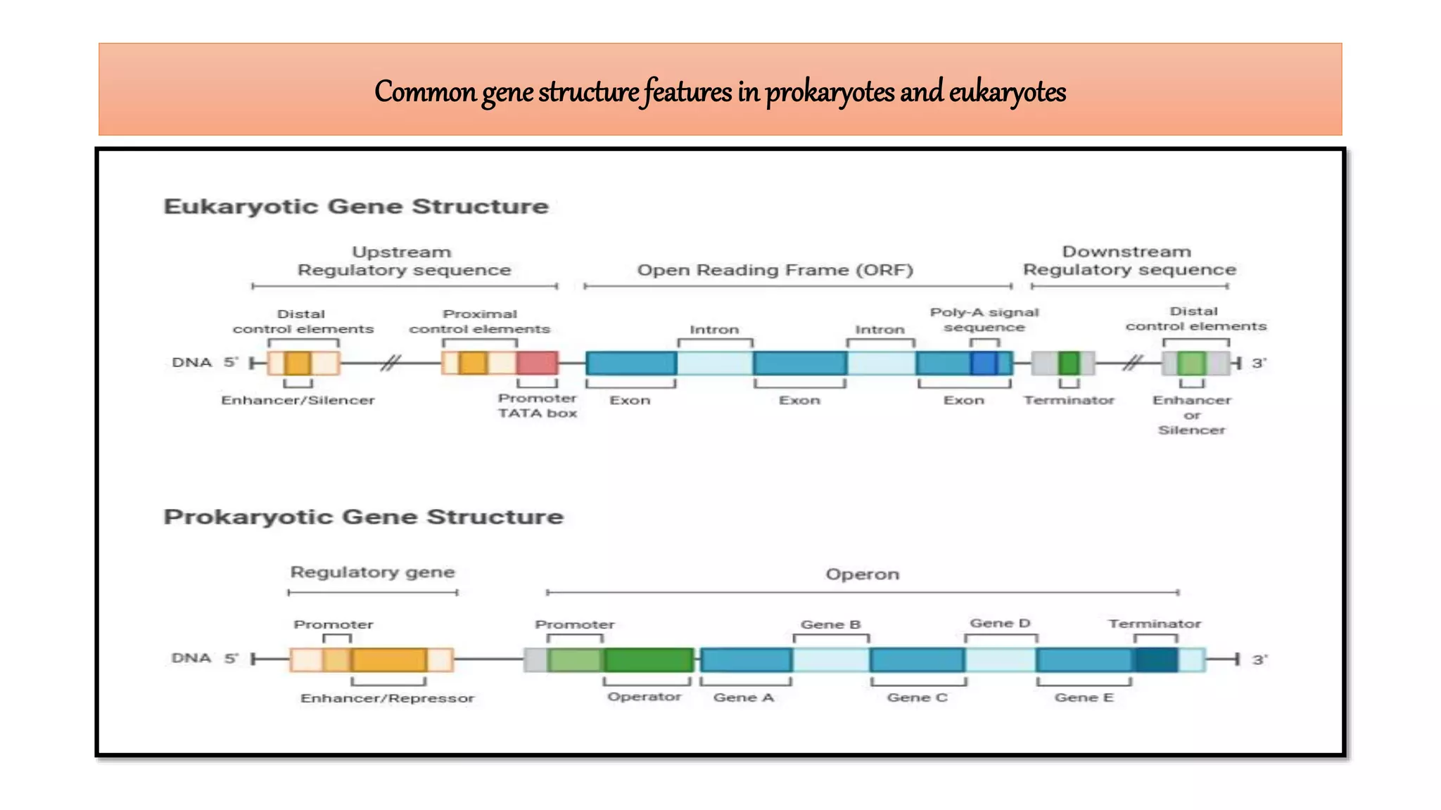 Prokaryotic and eukaryotic gene structures | PPTX
