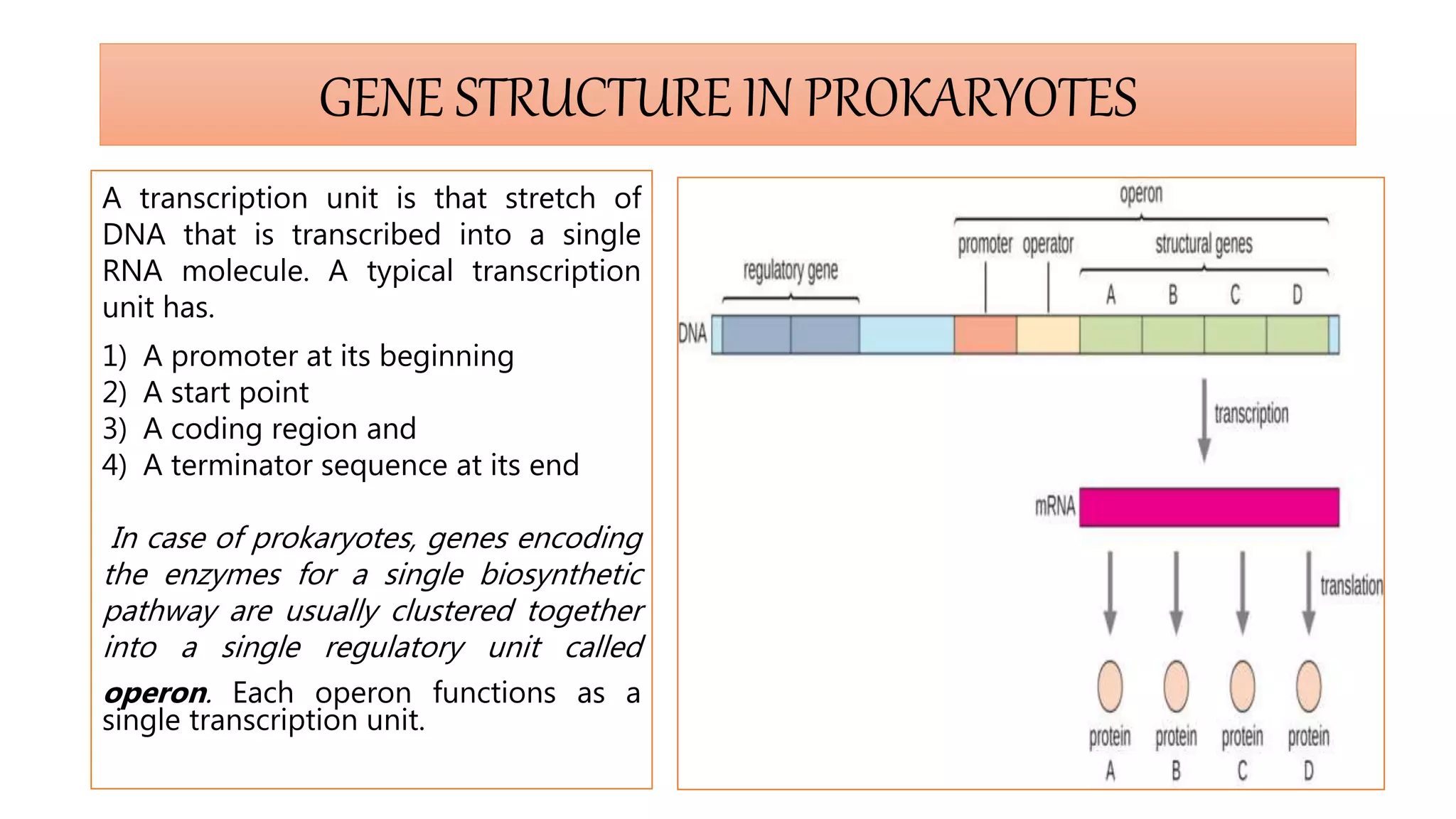 Prokaryotic and eukaryotic gene structures | PPTX