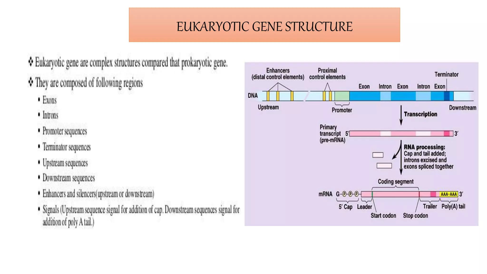 Prokaryotic and eukaryotic gene structures | PPTX