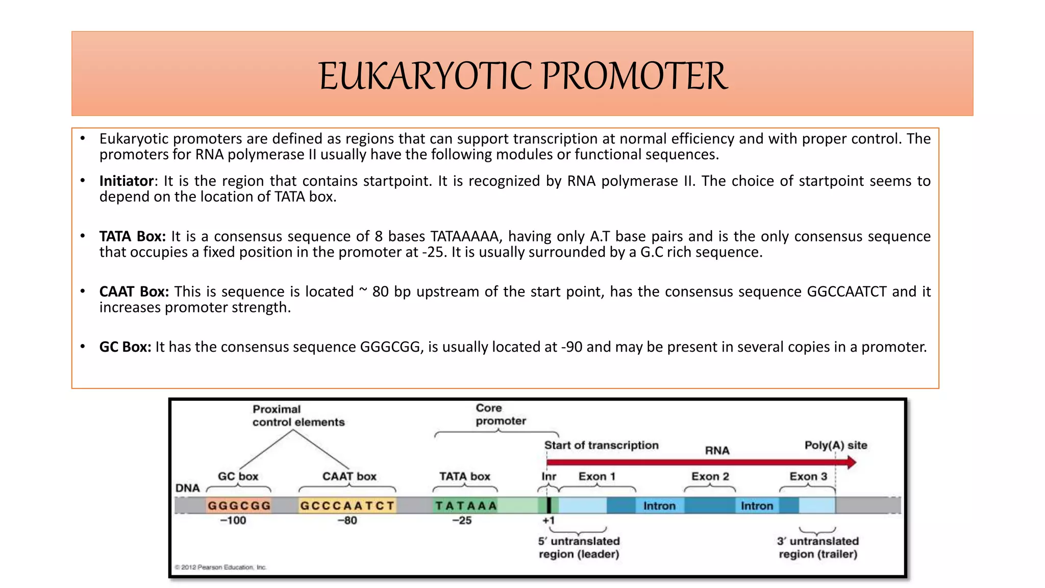 Prokaryotic and eukaryotic gene structures | PPTX