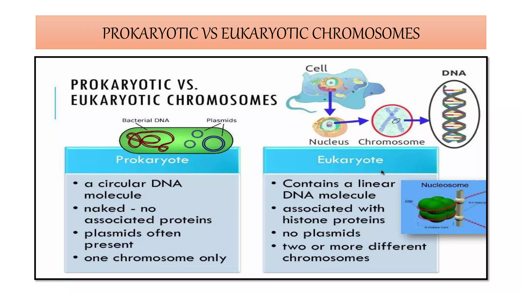 Prokaryotic and eukaryotic gene structures | PPTX