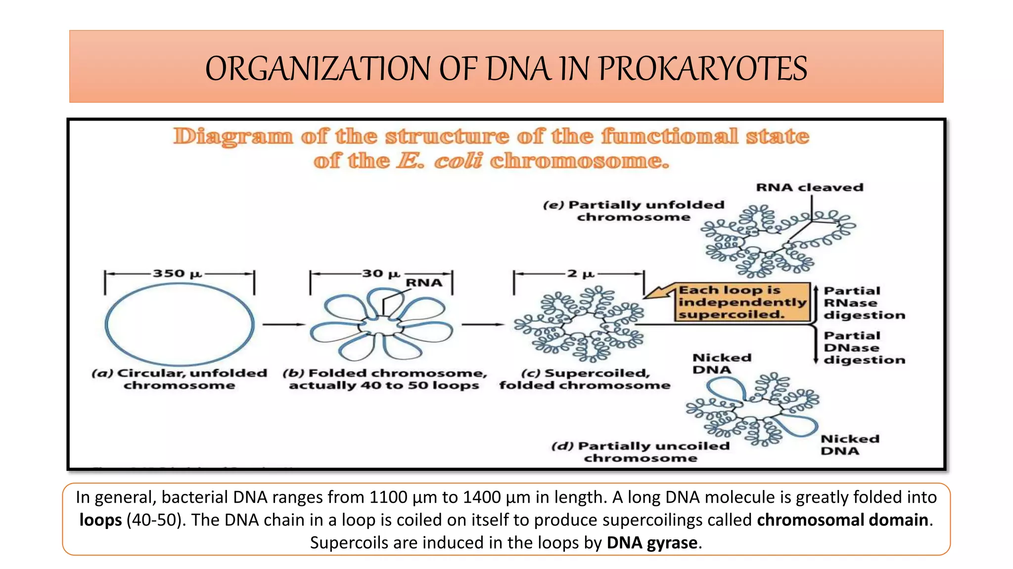 Prokaryotic and eukaryotic gene structures | PPTX