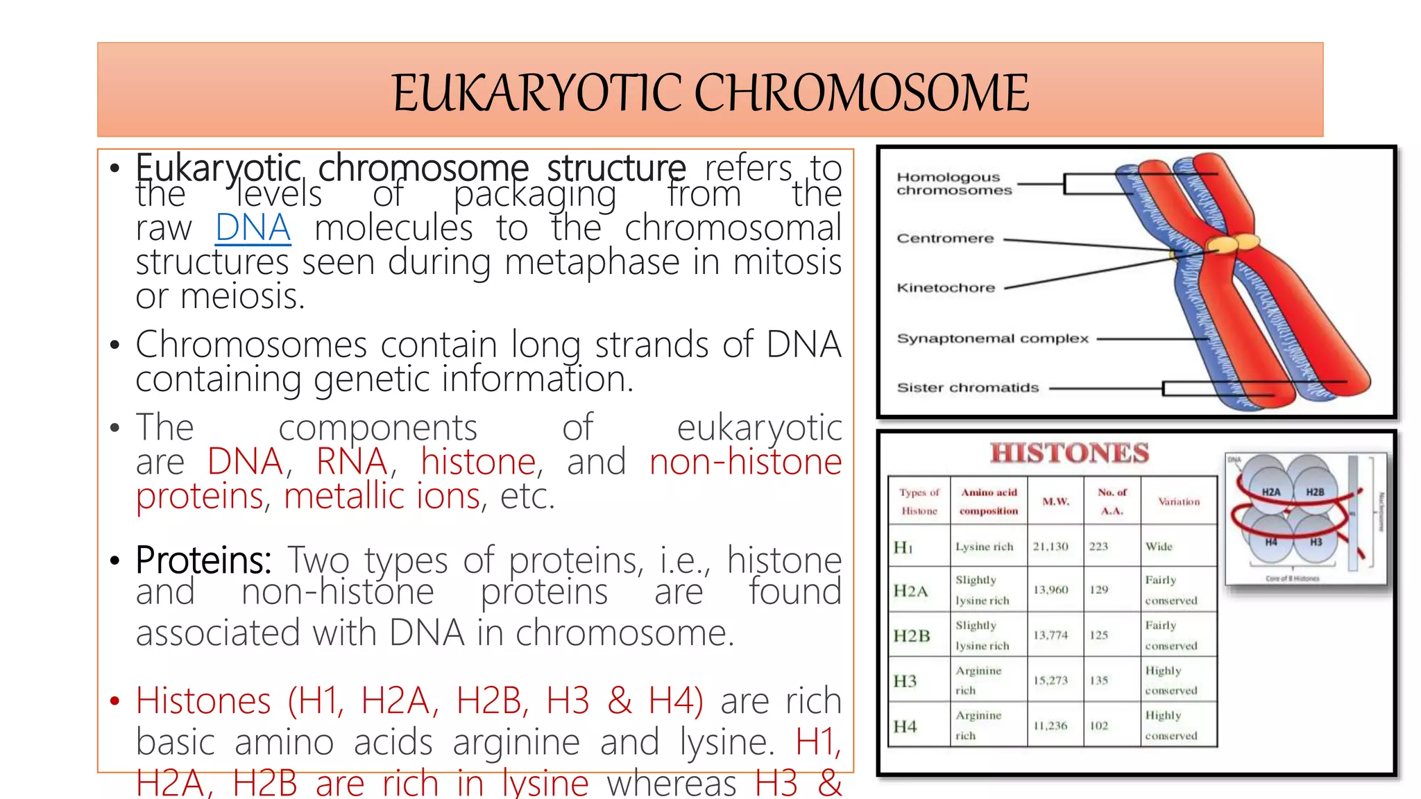 Prokaryotic and eukaryotic gene structures | PPTX