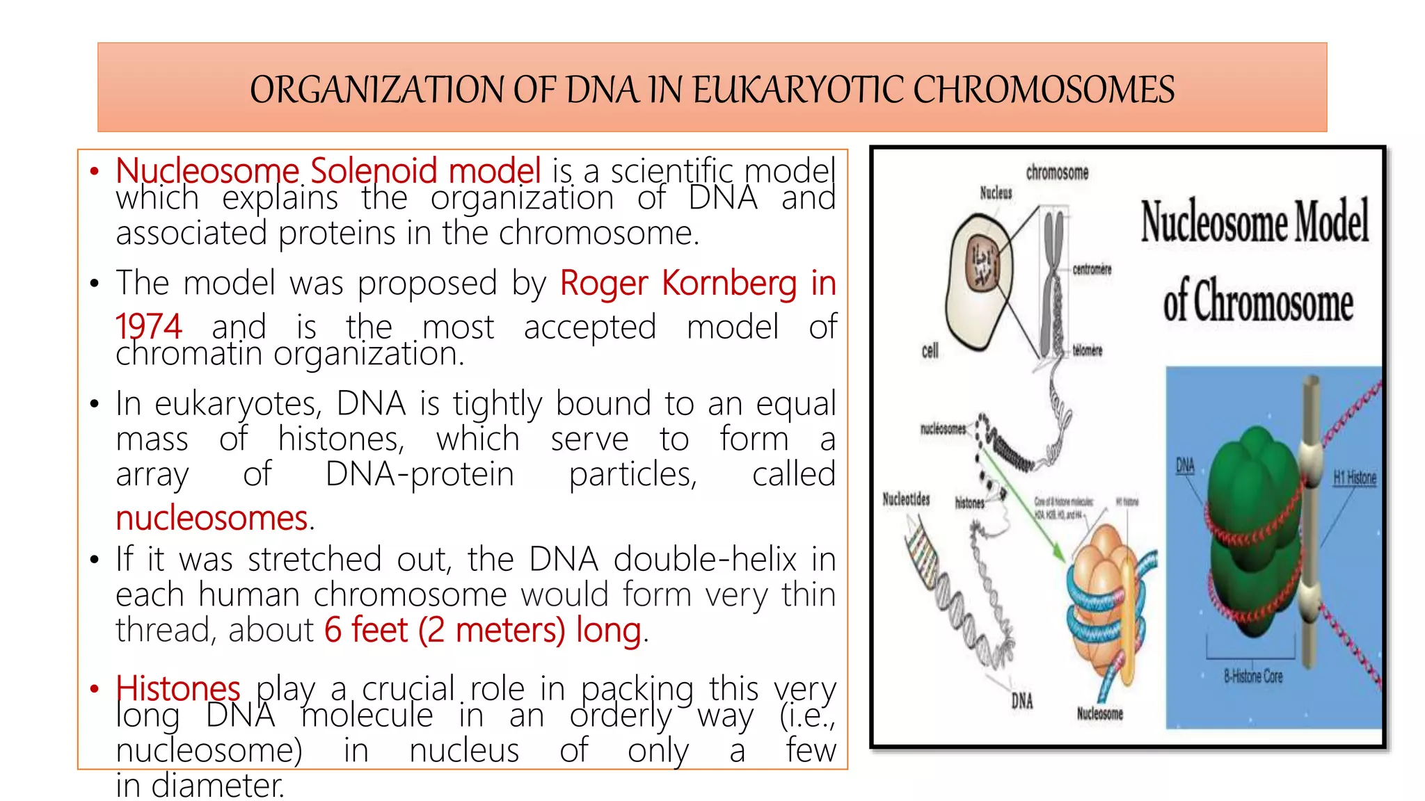 Prokaryotic and eukaryotic gene structures | PPTX