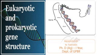 Prokaryotic and eukaryotic gene structures | PPTX