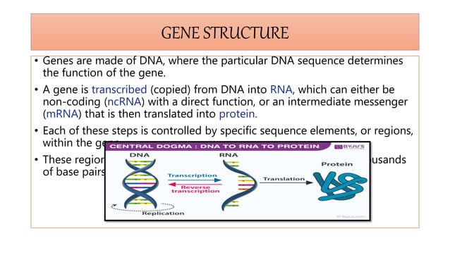 Prokaryotic and eukaryotic gene structures | PPTX