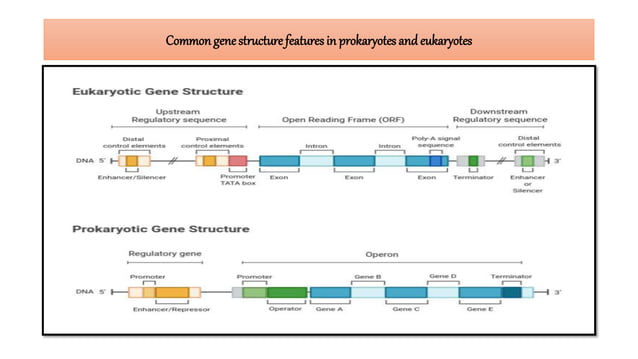 Prokaryotic and eukaryotic gene structures | PPTX