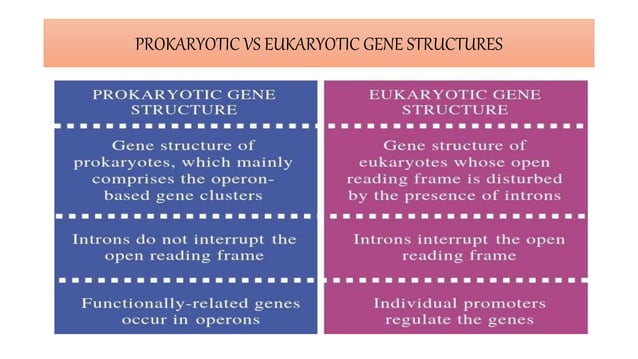 Prokaryotic and eukaryotic gene structures | PPTX
