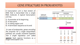 Prokaryotic and eukaryotic gene structures | PPTX
