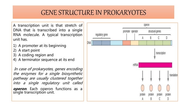 Prokaryotic and eukaryotic gene structures | PPTX