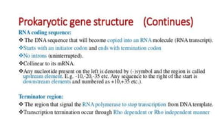 Prokaryotic and eukaryotic gene structures | PPTX