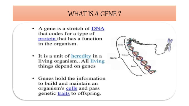 Prokaryotic and eukaryotic gene structures | PPTX