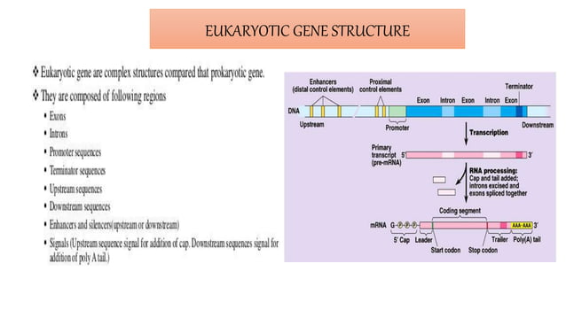 Prokaryotic and eukaryotic gene structures | PPTX