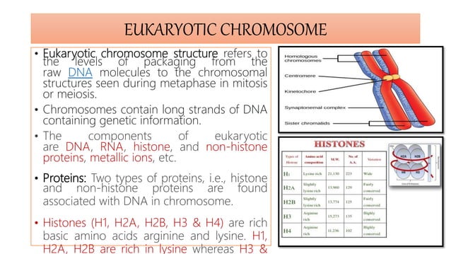 Prokaryotic and eukaryotic gene structures | PPTX