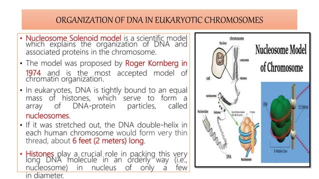 Prokaryotic and eukaryotic gene structures | PPTX