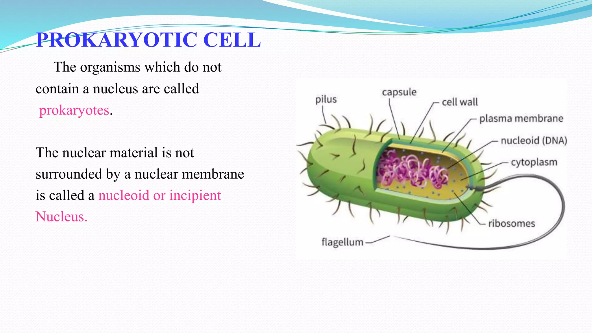 Prokaryotic and eukaryotic microorganisms | PPTX