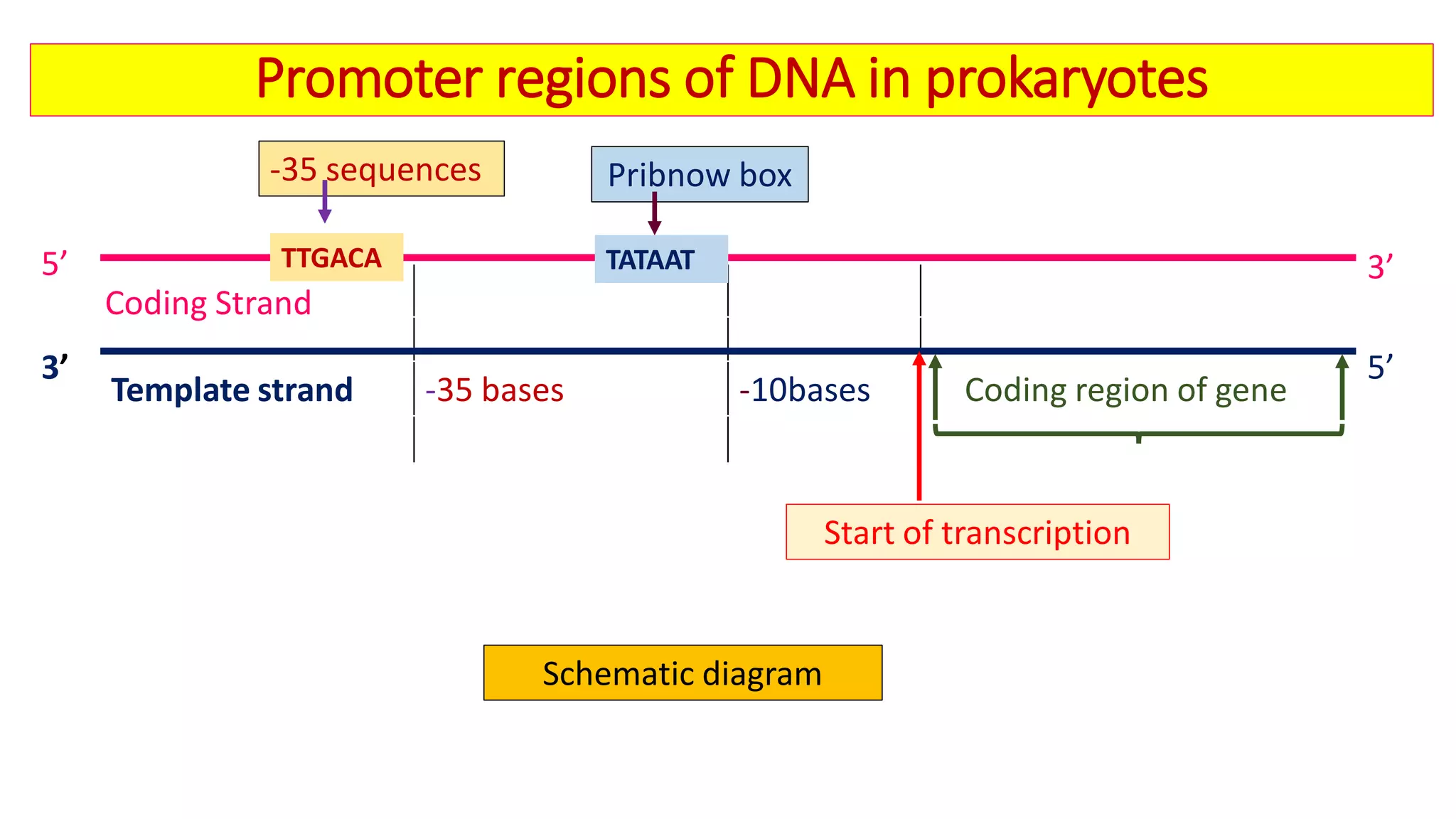 Prokaryotic and eukaryotic transcription with their clinical ...
