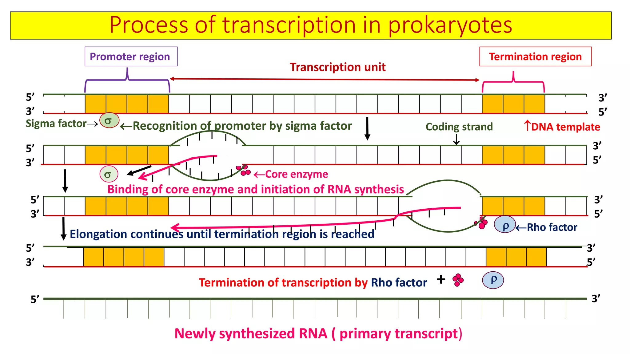 Prokaryotic and eukaryotic transcription with their clinical ...