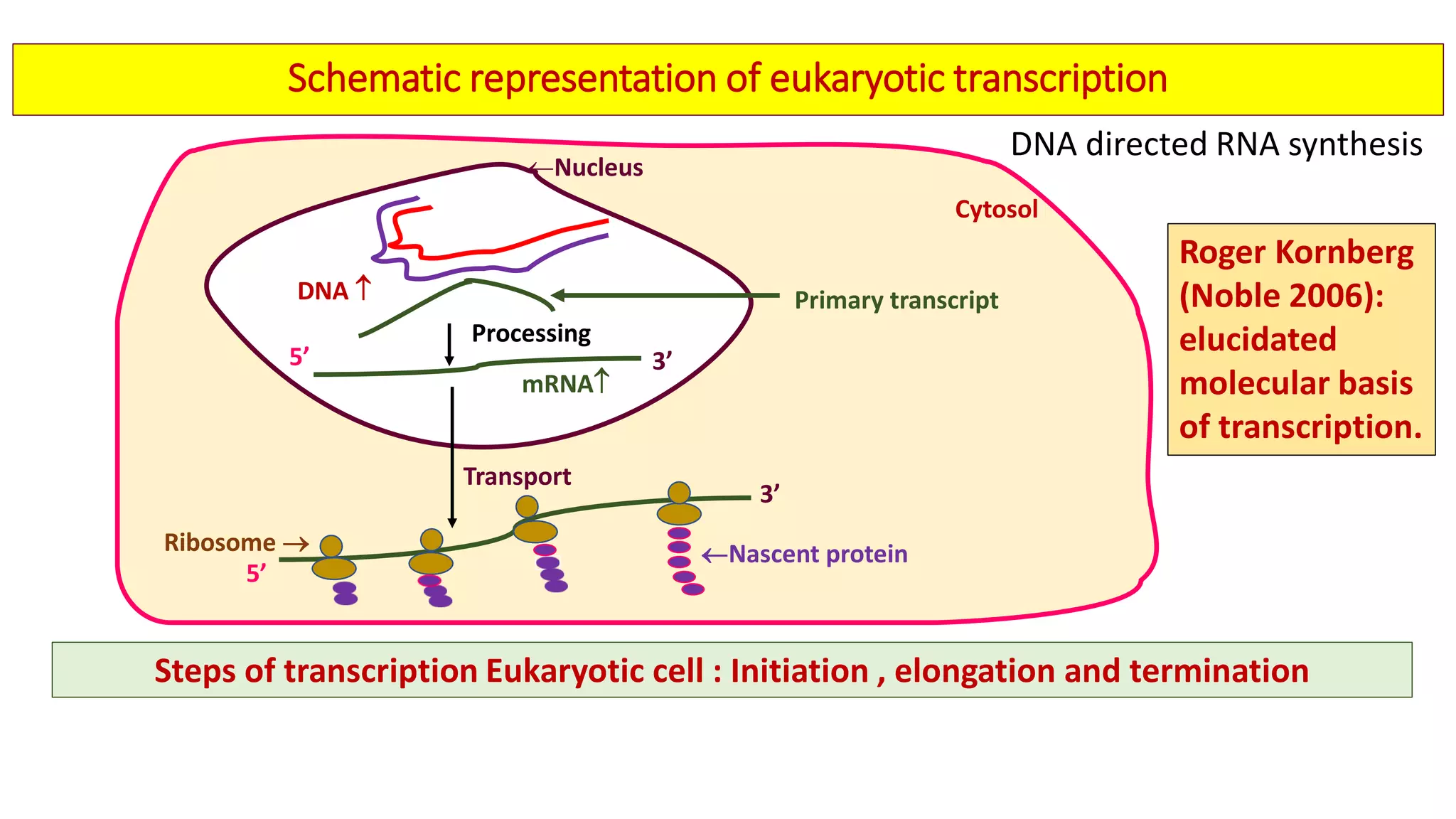 Prokaryotic and eukaryotic transcription with their clinical ...