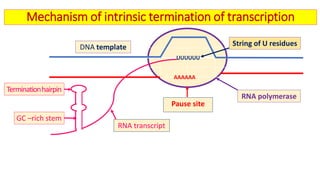 Prokaryotic and eukaryotic transcription with their clinical ...