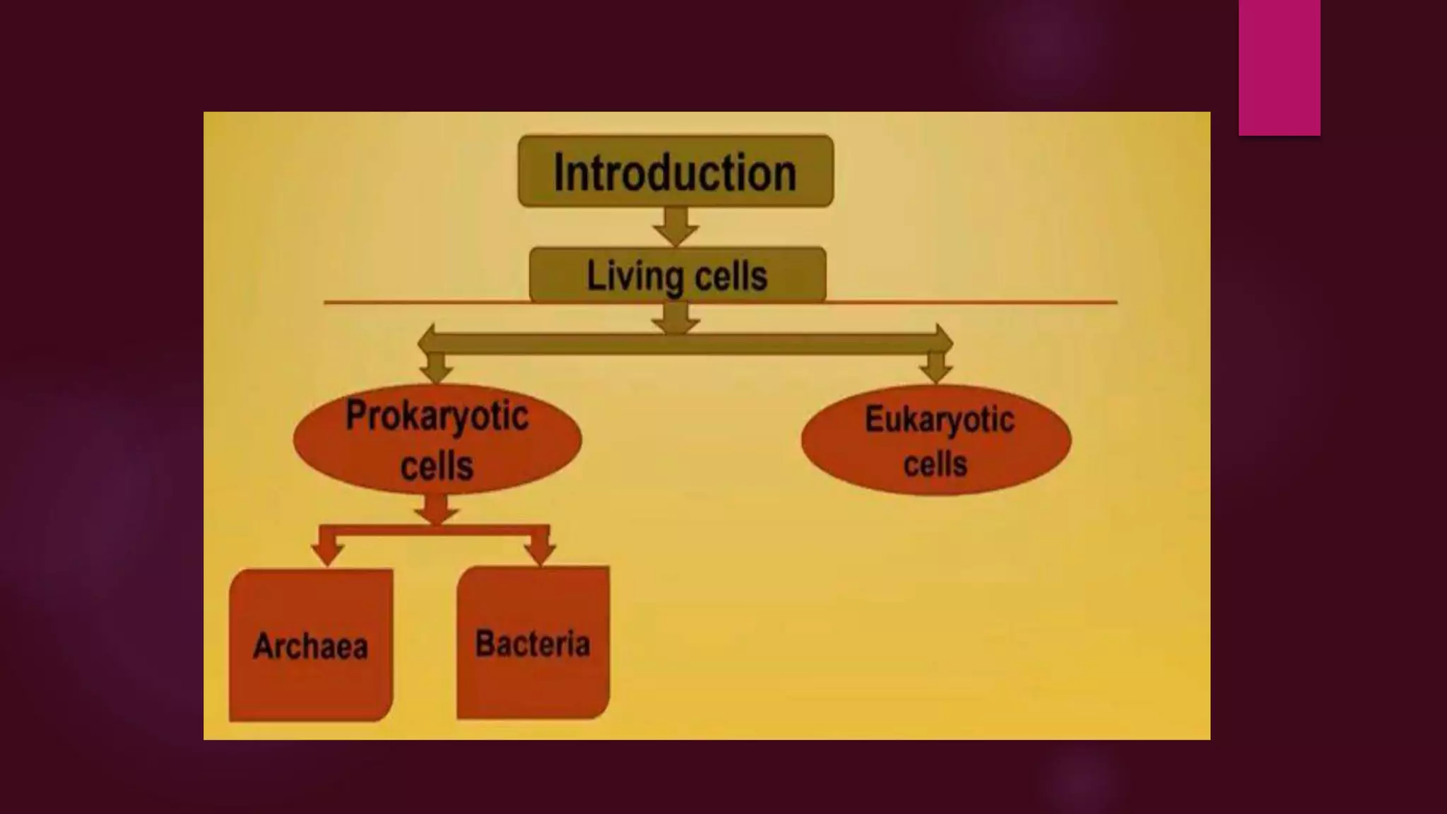 Prokaryotic cell Of Bacteria | PPTX
