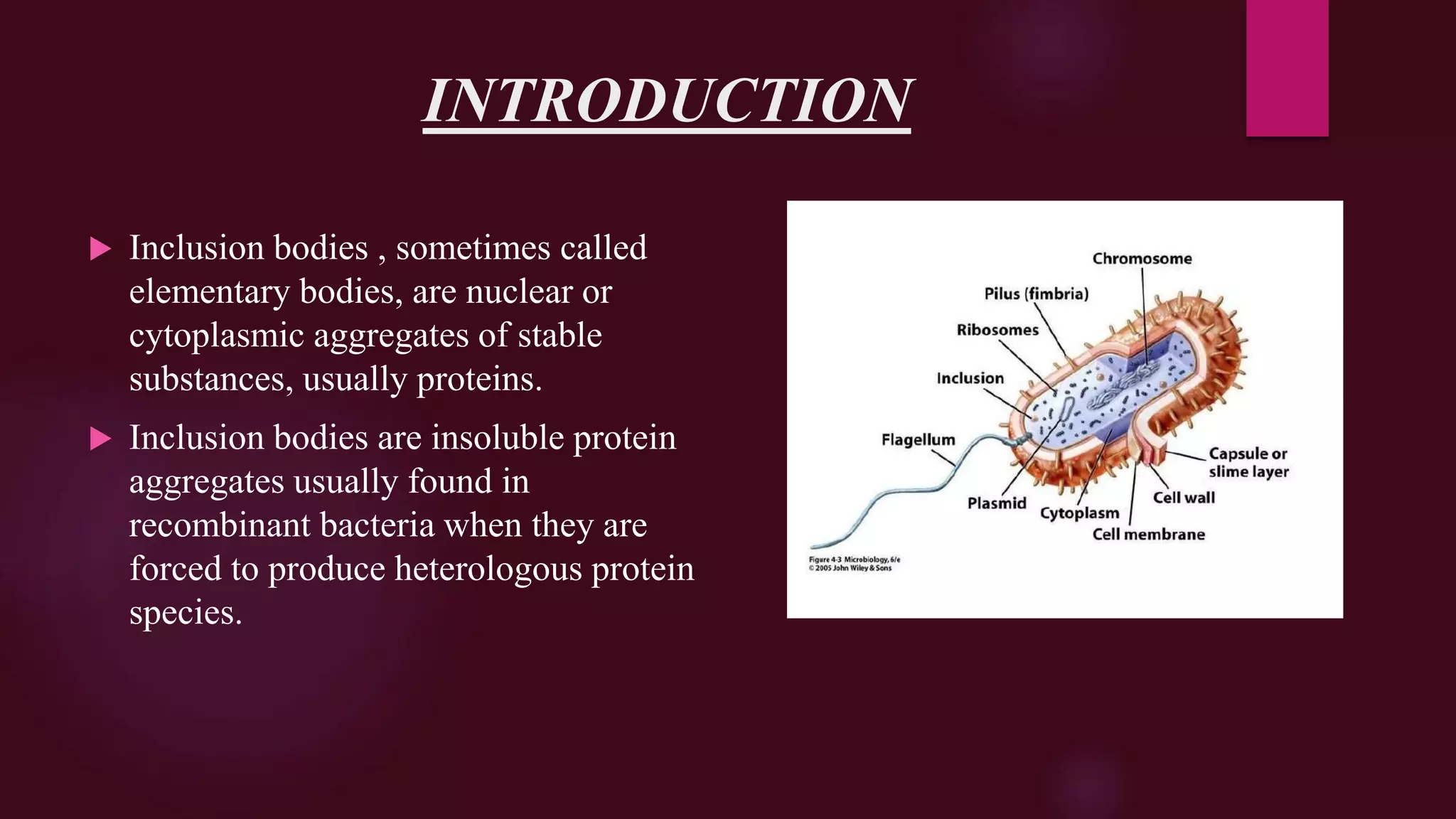 Prokaryotic cell Of Bacteria | PPTX