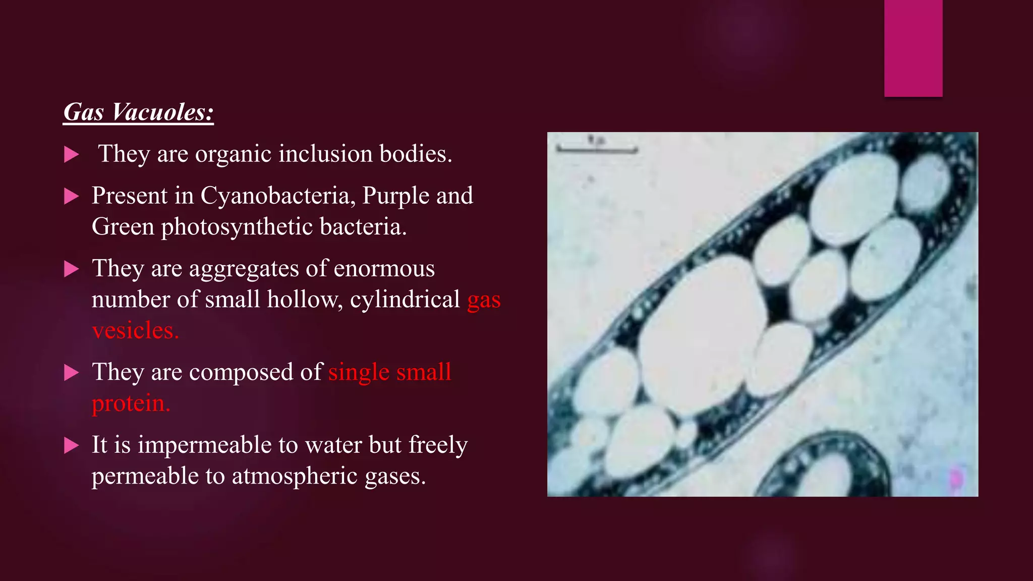 Prokaryotic cell Of Bacteria | PPTX