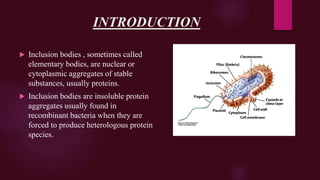 Prokaryotic cell Of Bacteria | PPTX