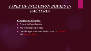 Prokaryotic cell Of Bacteria | PPTX