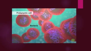 Prokaryotic cell Of Bacteria | PPTX