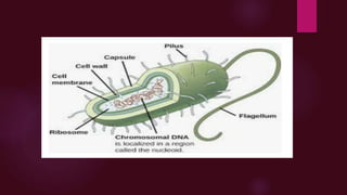 Prokaryotic cell Of Bacteria | PPTX