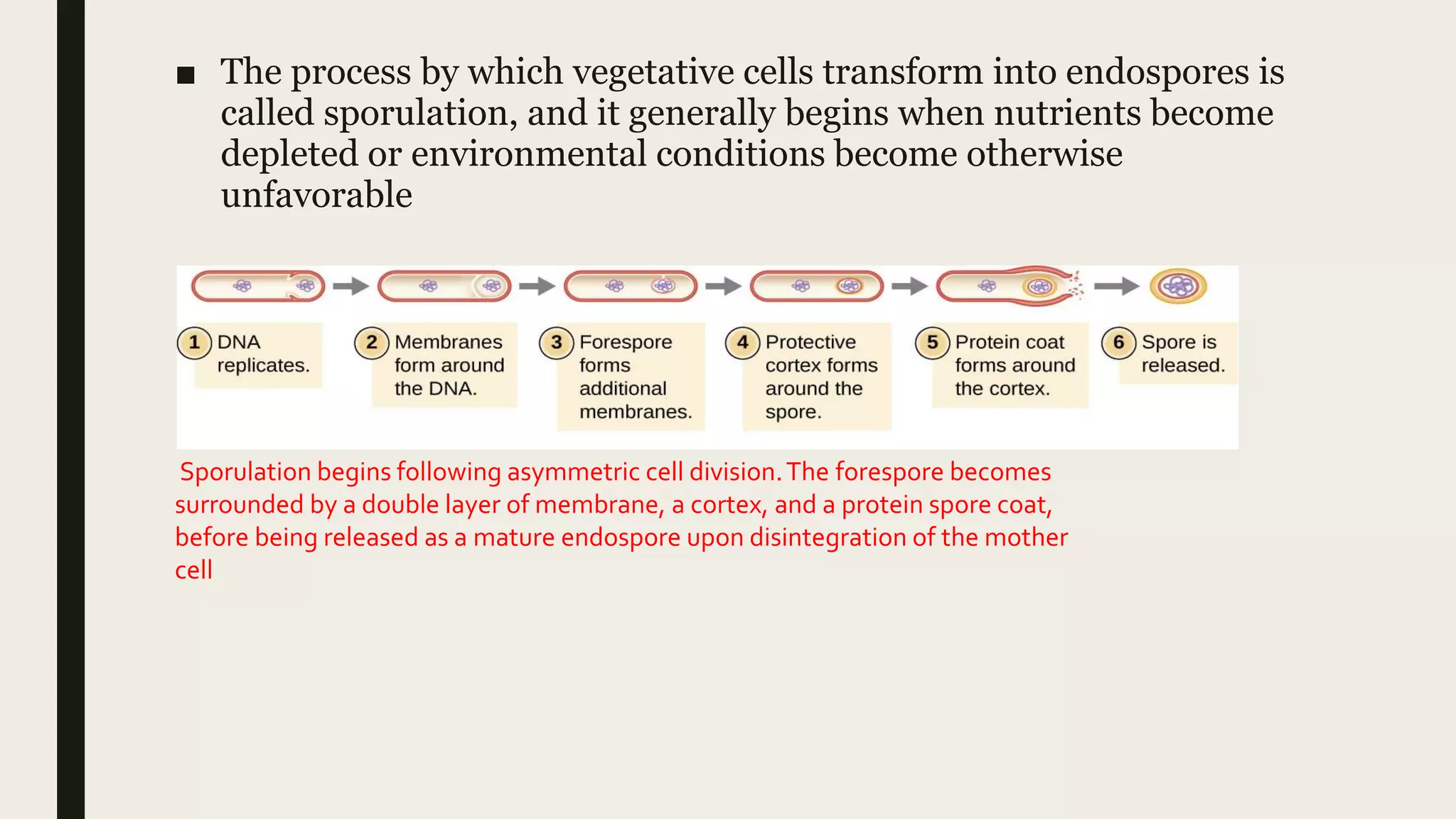 Prokaryotic cell | PPTX