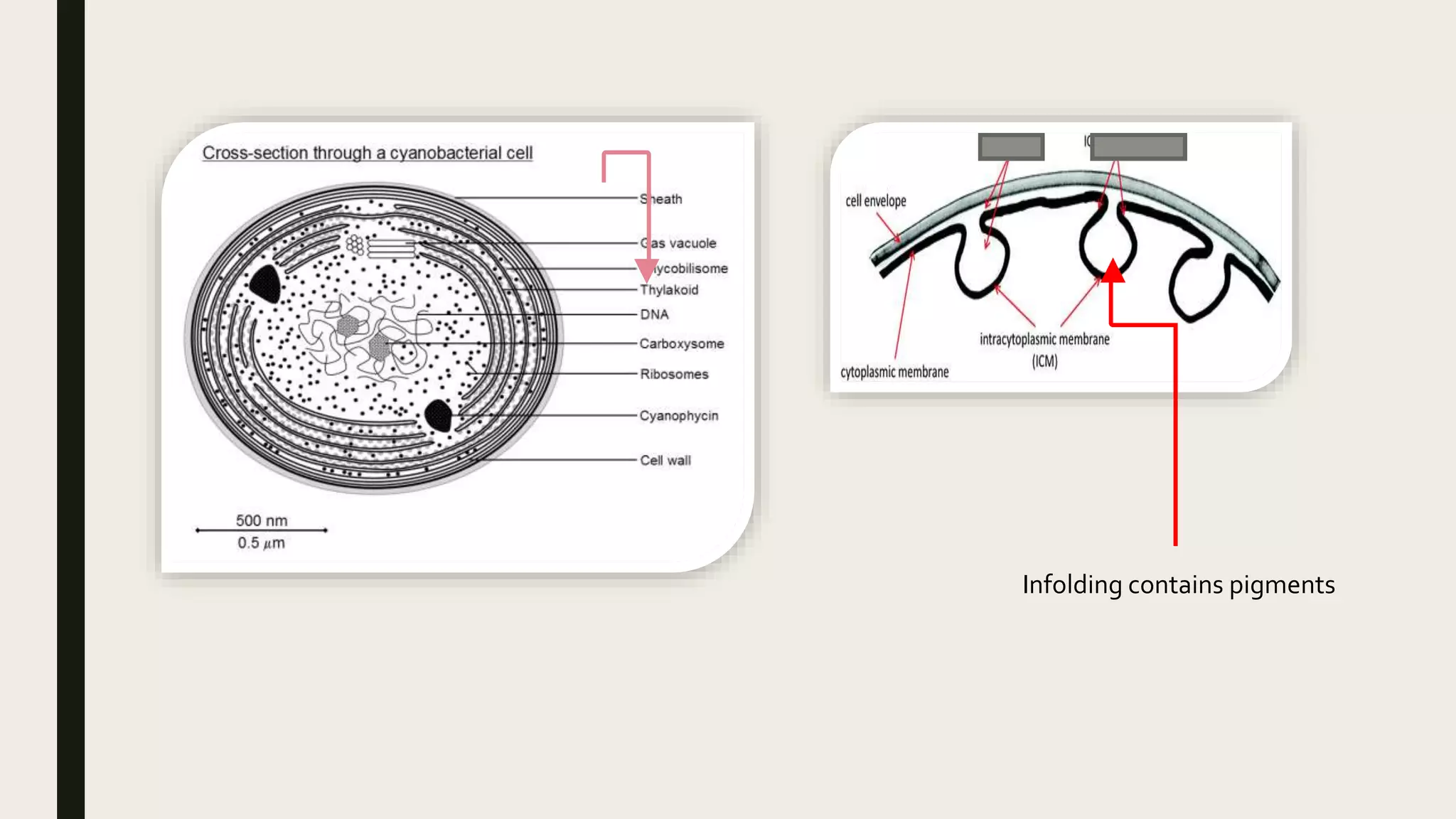 Prokaryotic cell | PPTX