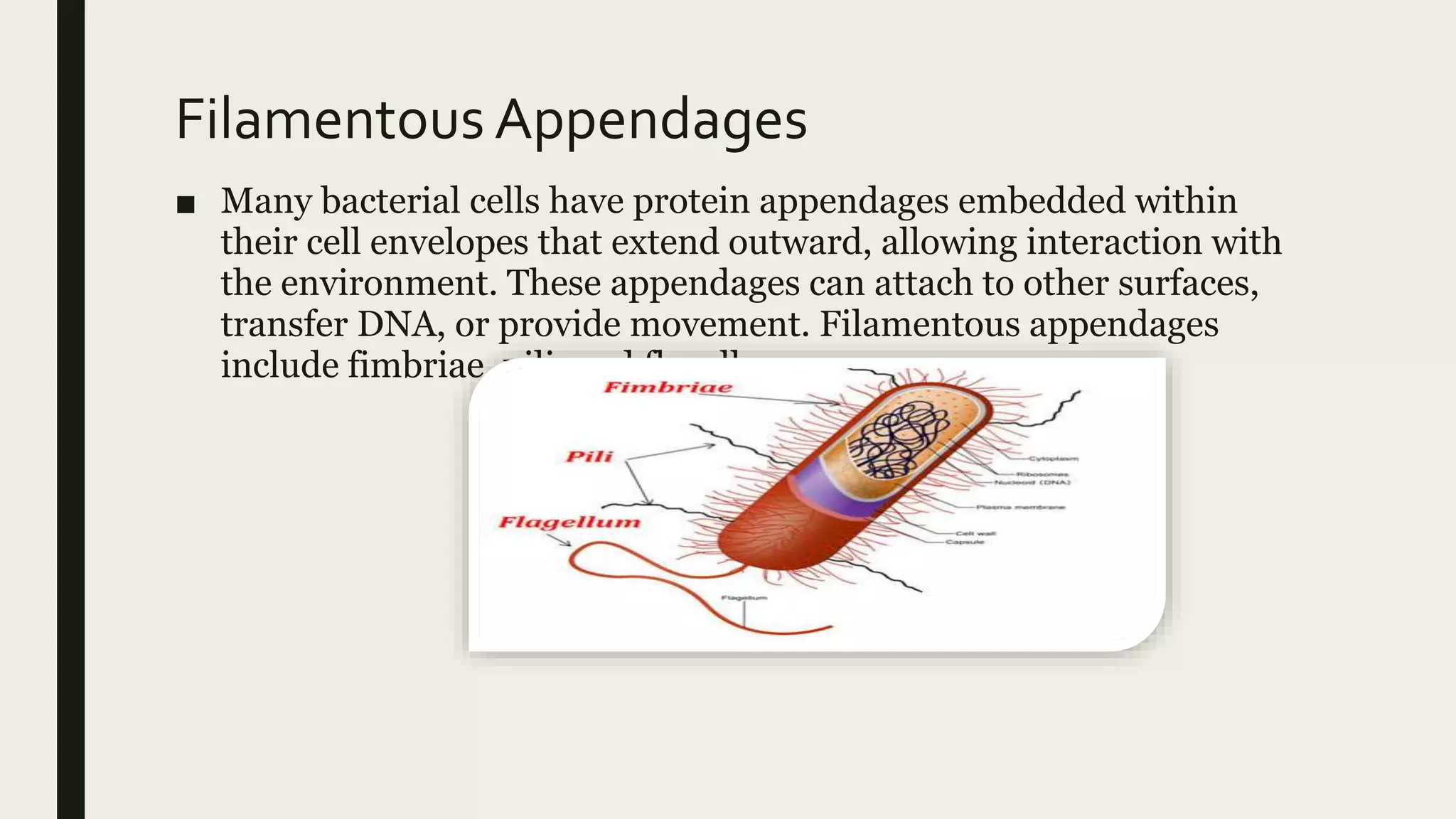 Prokaryotic cell | PPTX