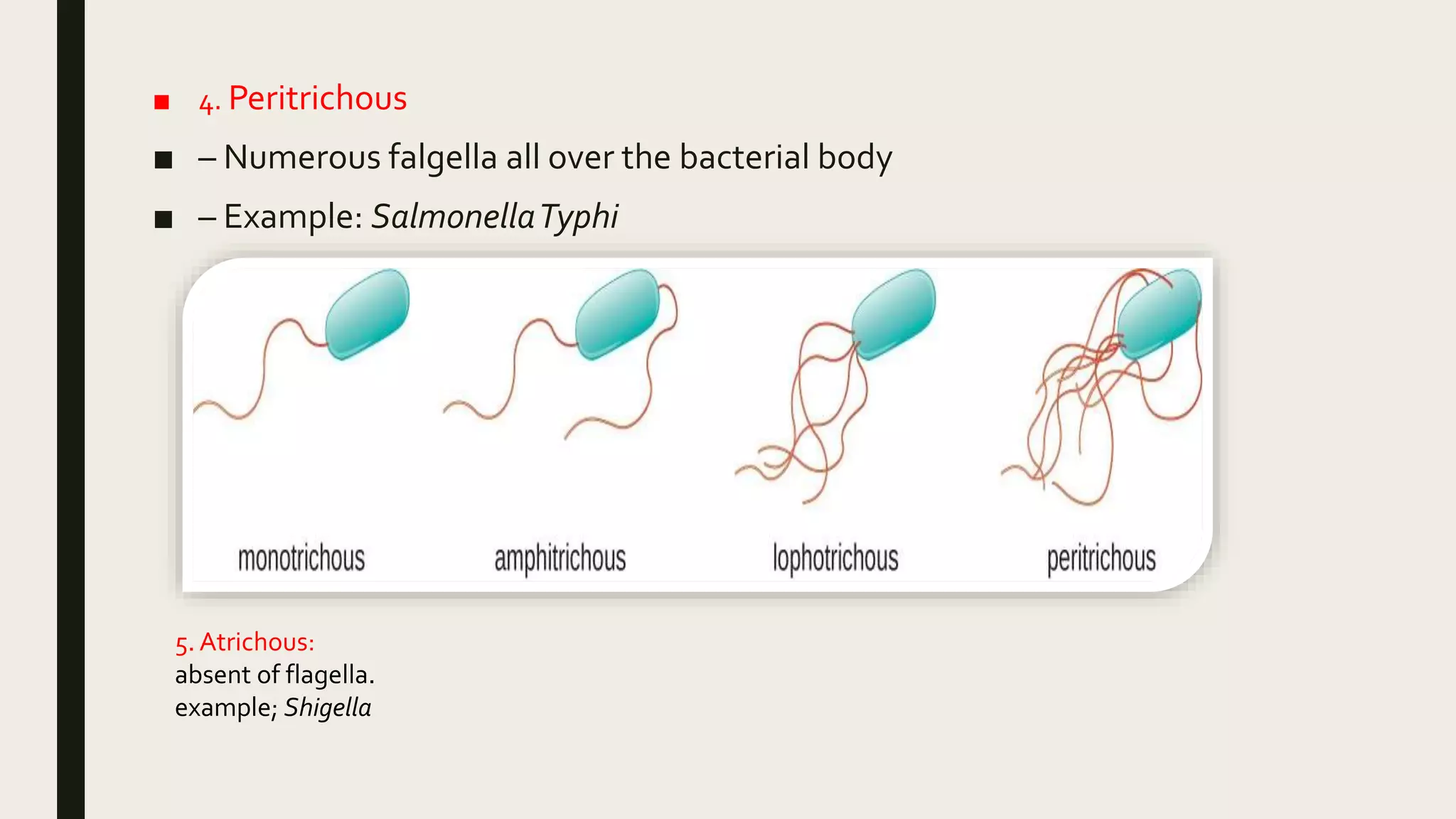 Prokaryotic cell | PPTX