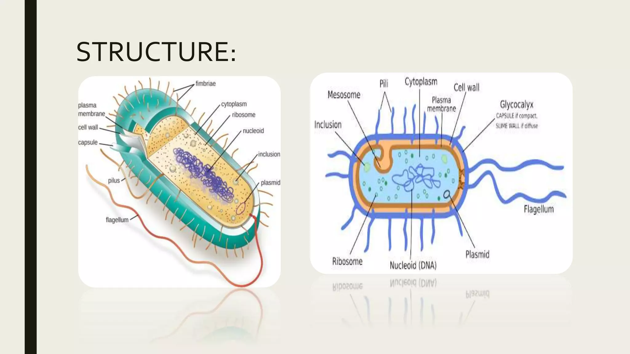 Prokaryotic cell | PPTX