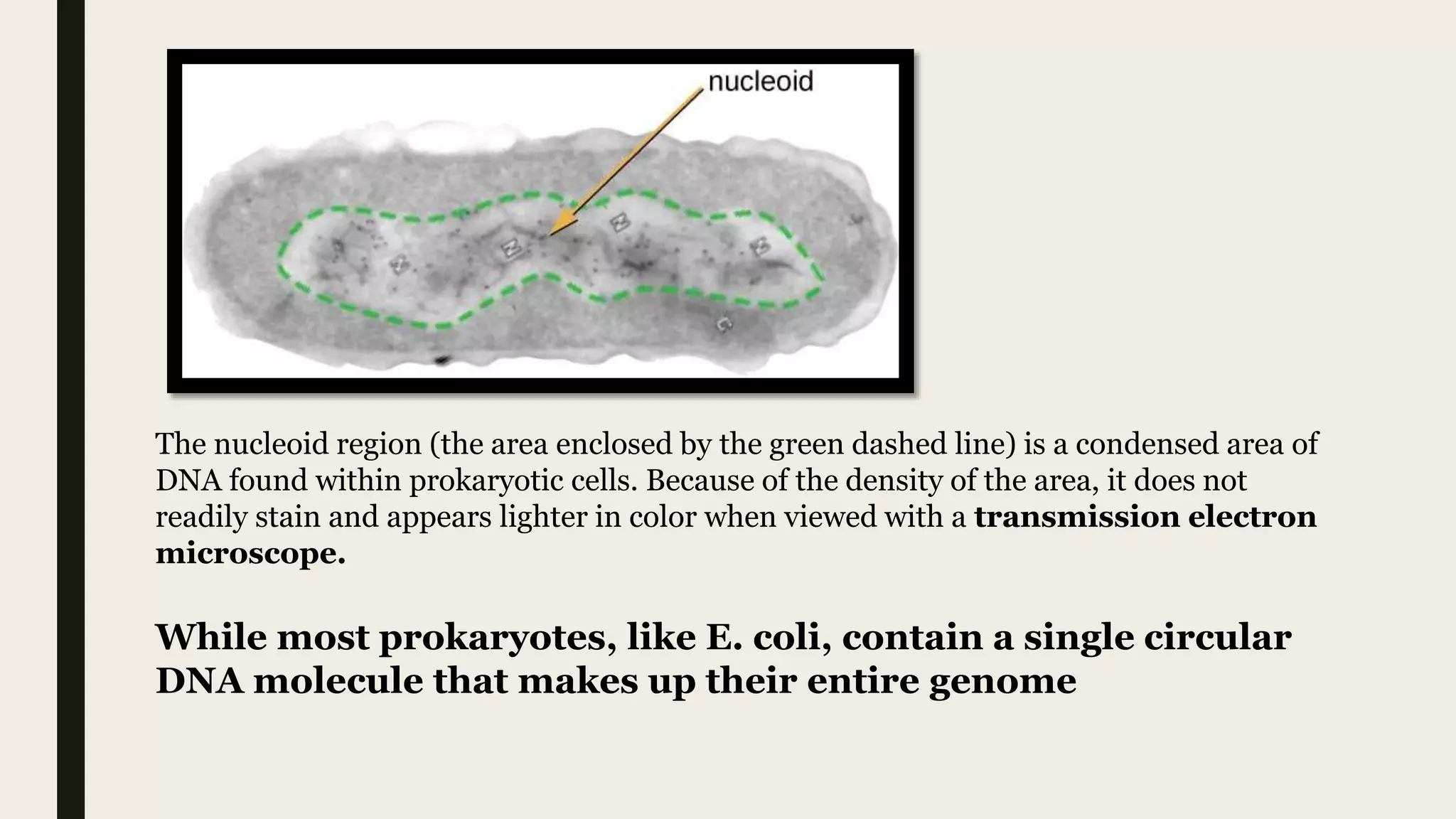 Prokaryotic cell | PPTX