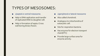 Prokaryotic cell | PPTX
